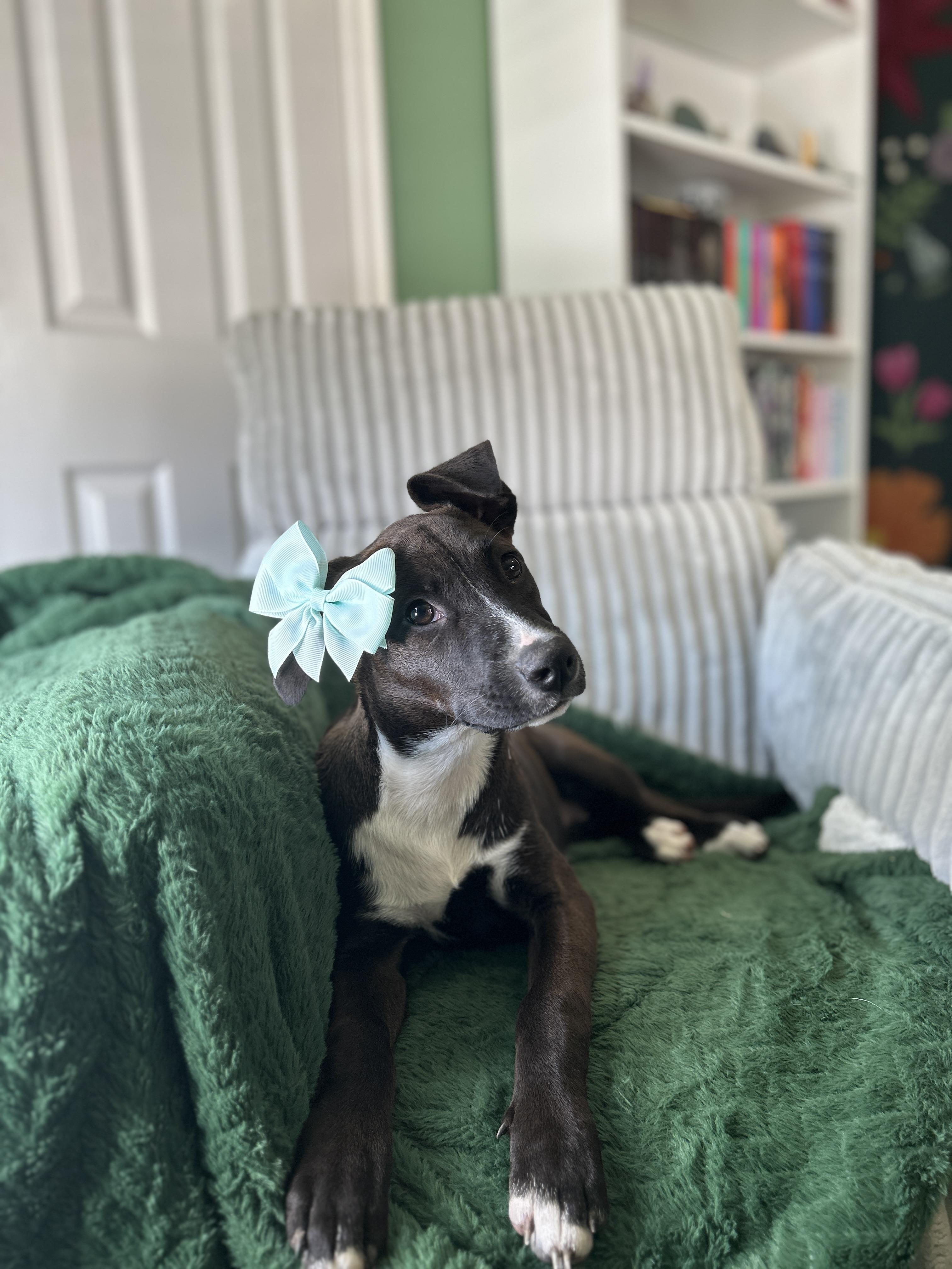 Dog for adoption - Coconut Cream Puff, a Labrador Retriever ...