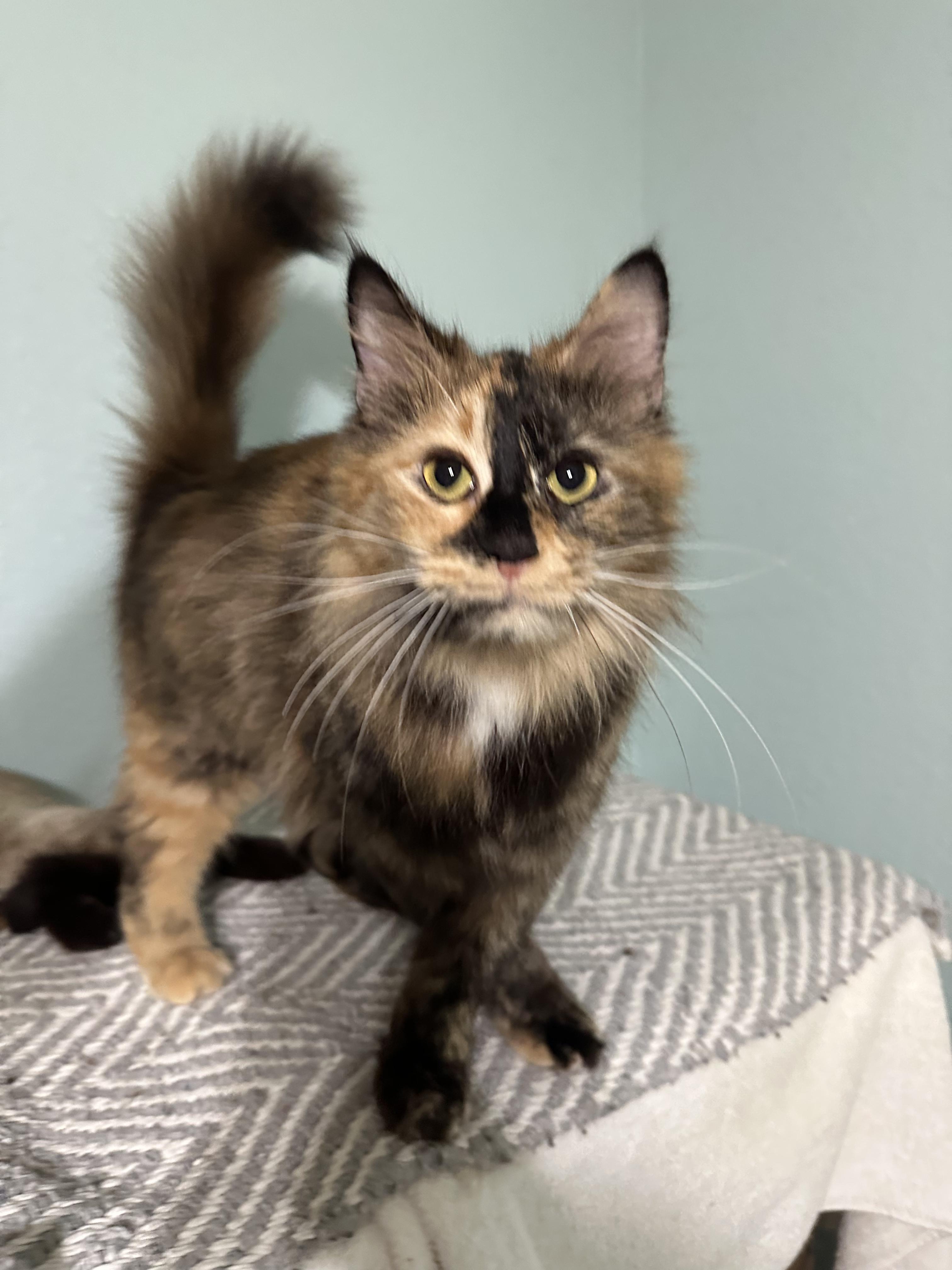 Cat for adoption - Yang & Dolce, a Siamese & Tortoiseshell Mix in ...