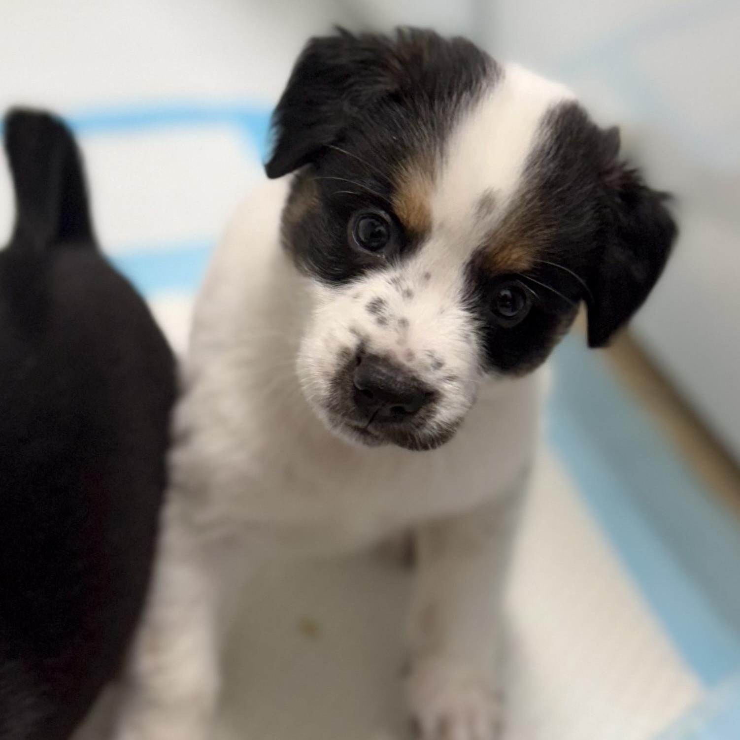 Dog for adoption - Georgie Porgie, a Collie & Terrier Mix in ...