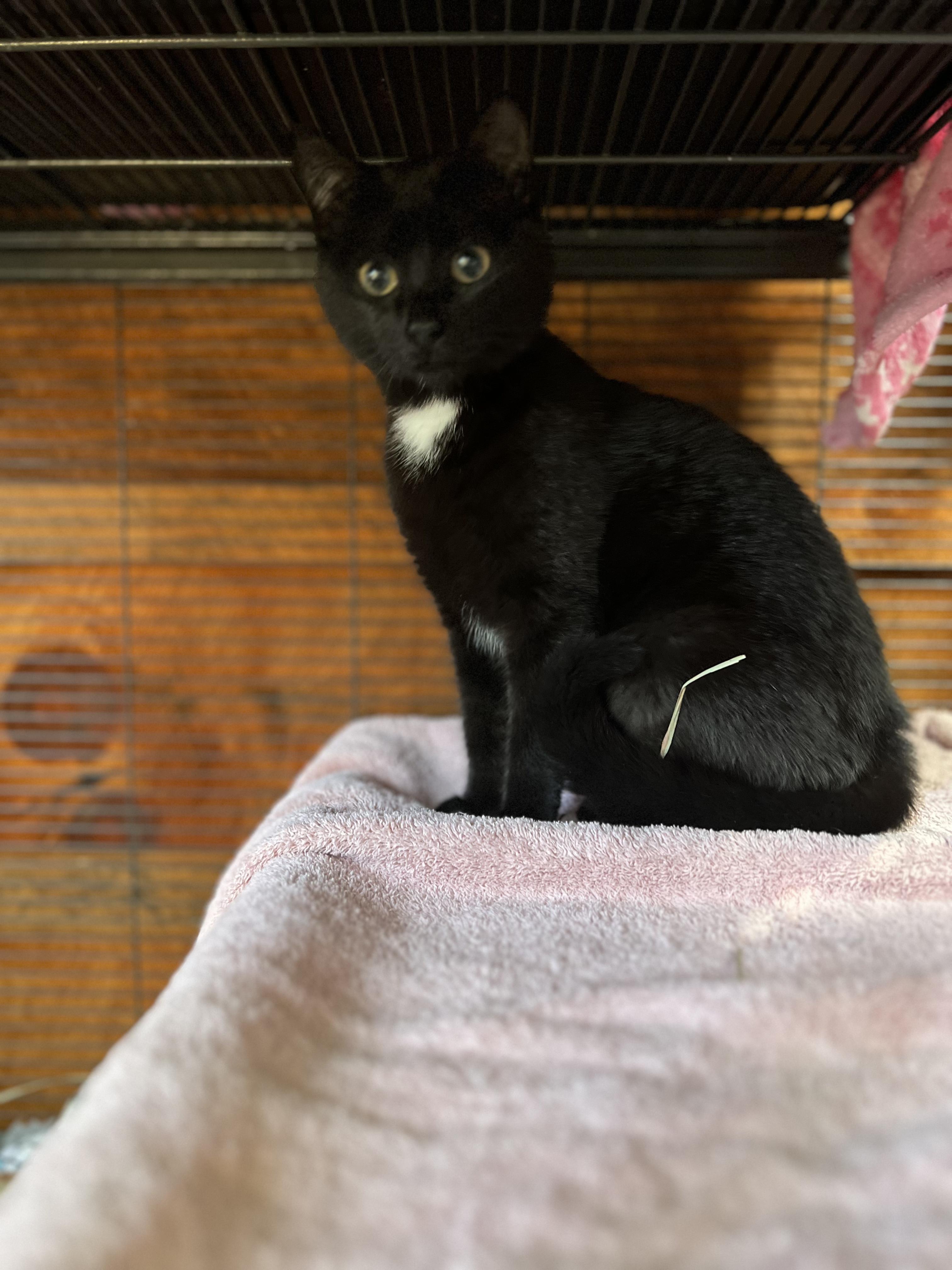 Cat for adoption - Coral, a Domestic Short Hair in Seville, OH | Petfinder