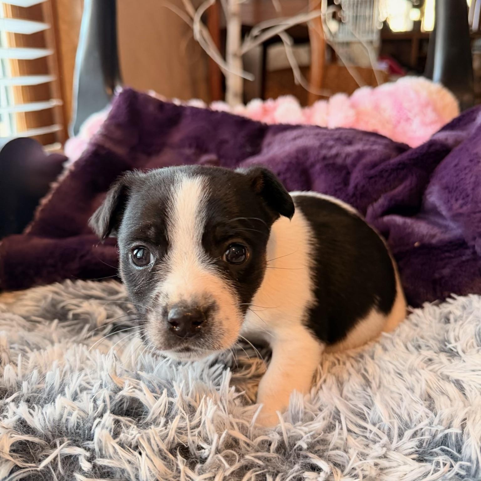 Birdie - Adoptable Pet | Petfinder | Petfinder