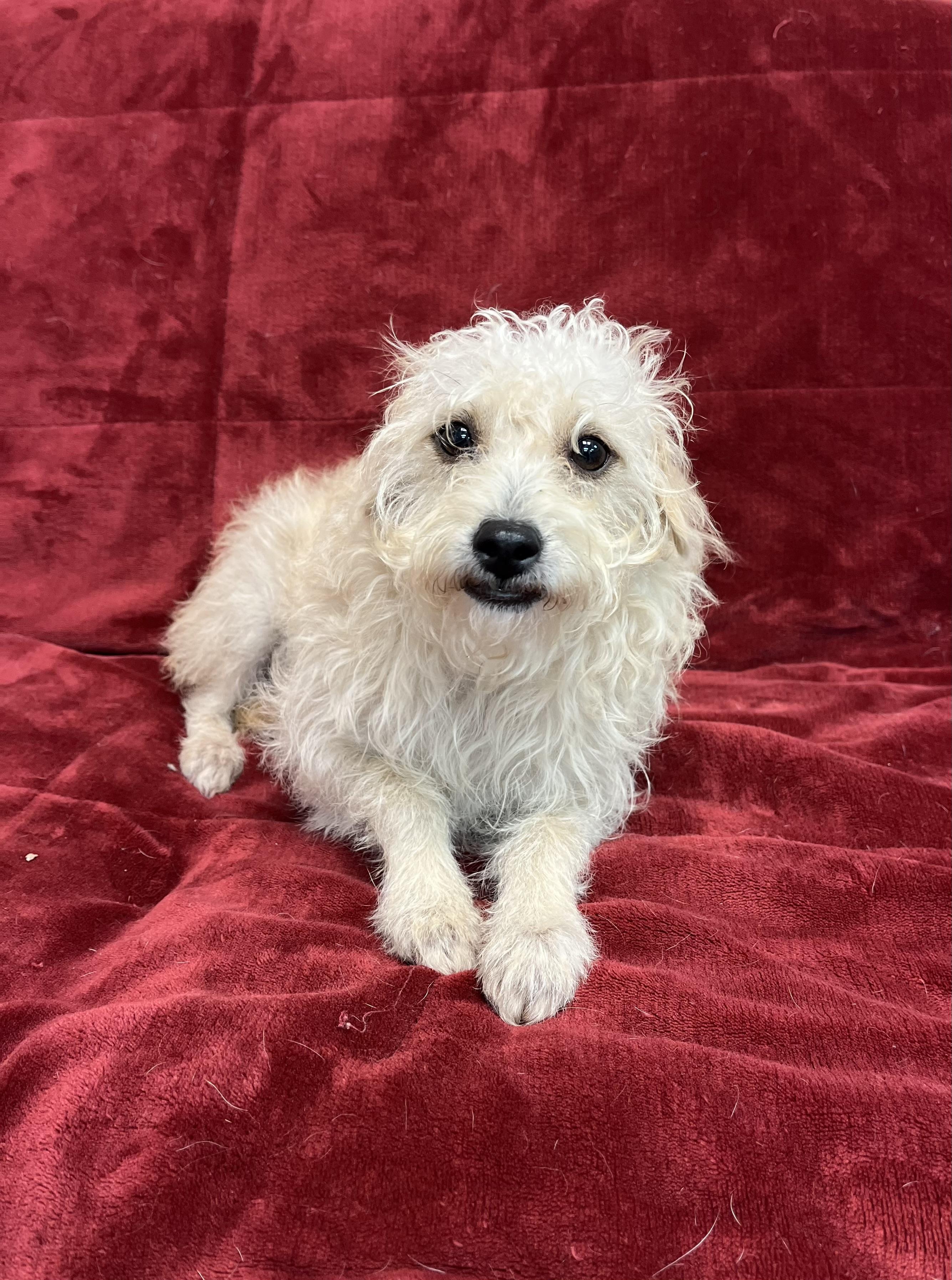 Dog for adoption - Brynn, a Mixed Breed in Sudbury, MA | Petfinder