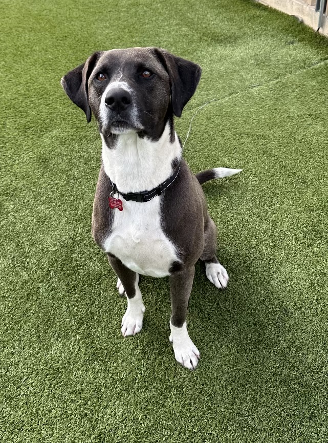 Dog for adoption - Patrick, a Labrador Retriever Mix in Austin, TX ...