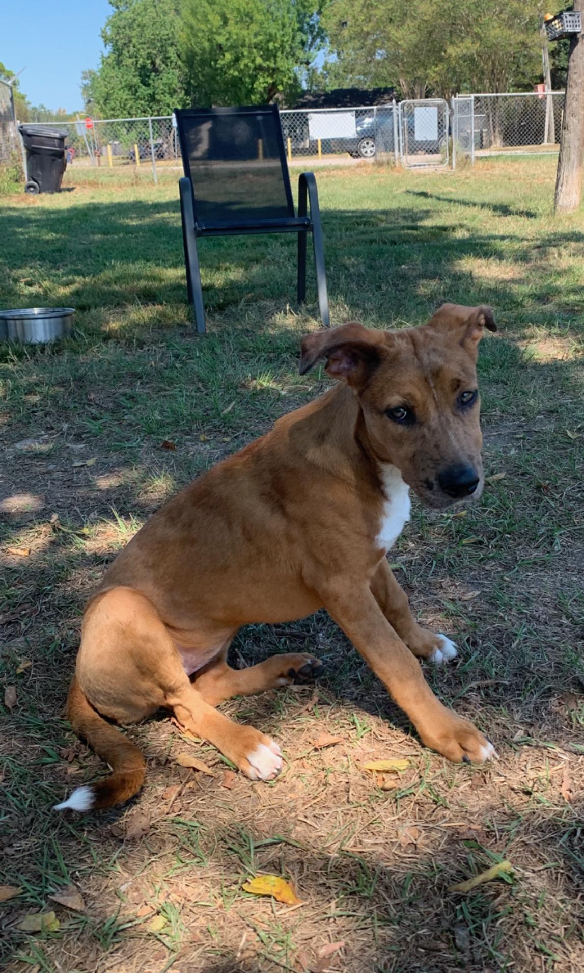 Dog for adoption - Daisy, a Catahoula Leopard Dog & Coonhound Mix in ...