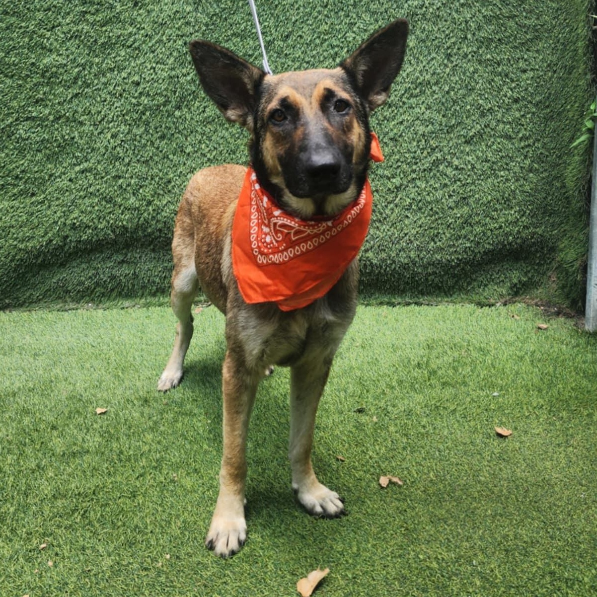 Dog for adoption - Willow, a German Shepherd Dog Mix in Boston, MA ...