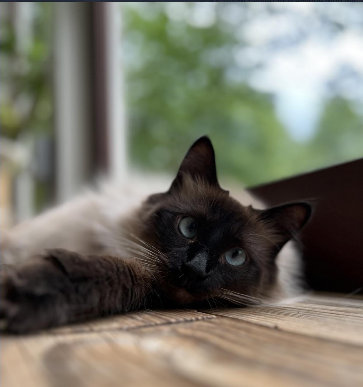 Cat for adoption - Party Girl, a Siamese & Extra-Toes Cat / Hemingway ...