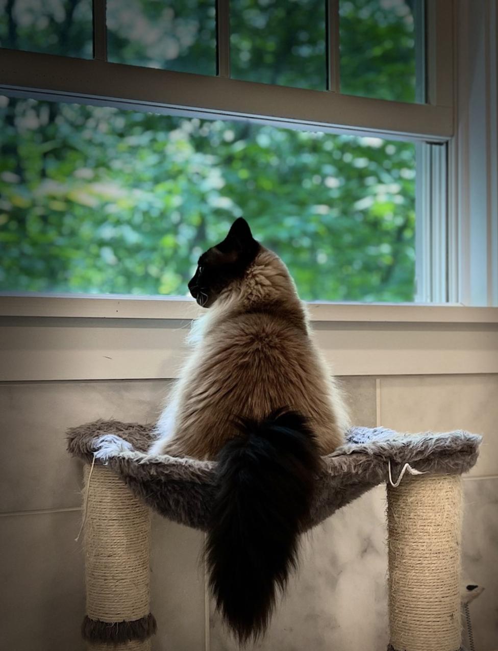 Cat for adoption - Party Girl, a Siamese & Extra-Toes Cat / Hemingway ...