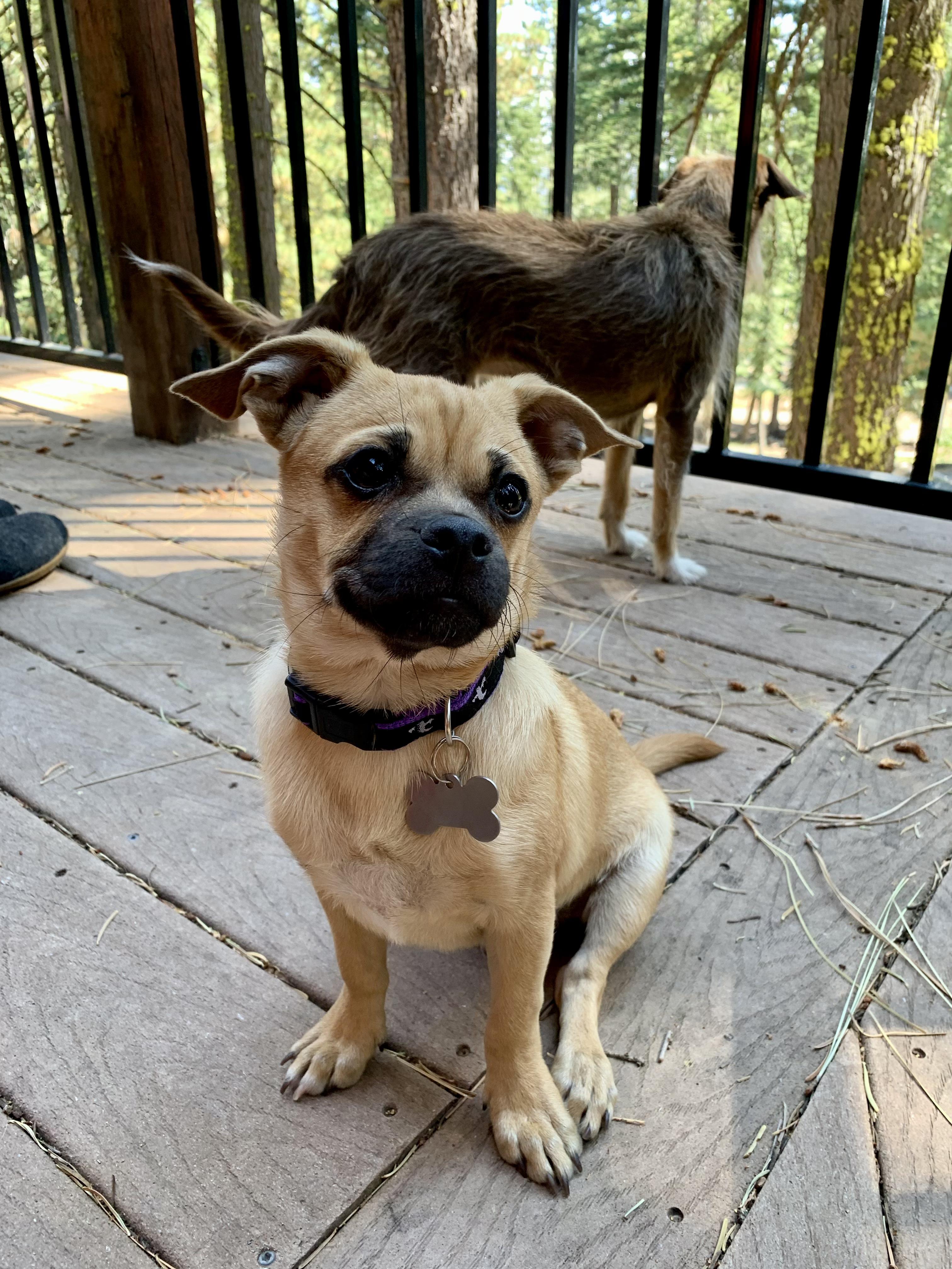 Douglas County Animal Shelter in Gardnerville, NV