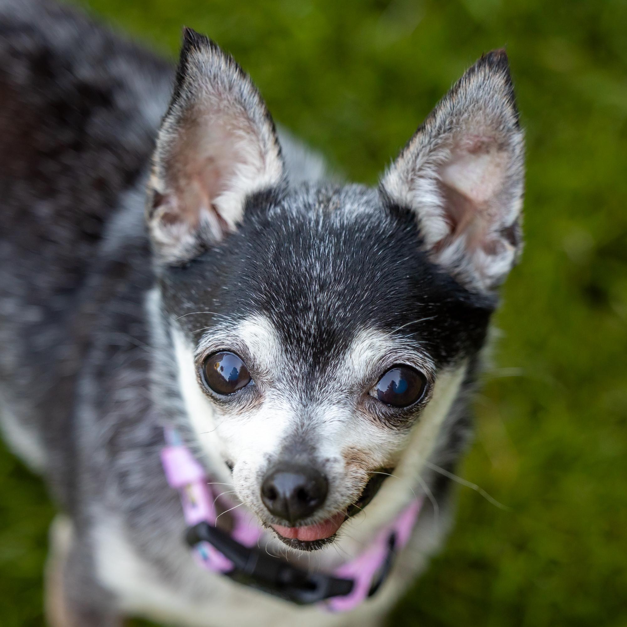 Dog for adoption - Chiquita, a Chihuahua in Salem, OR | Petfinder