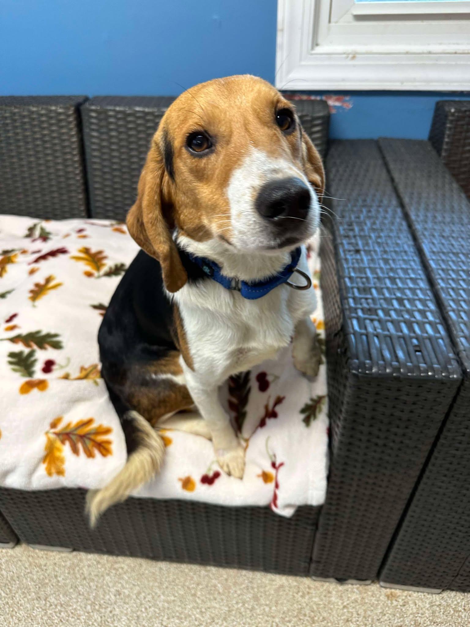 Dog for adoption - Howdy, a Beagle in Sunderland, MD | Petfinder