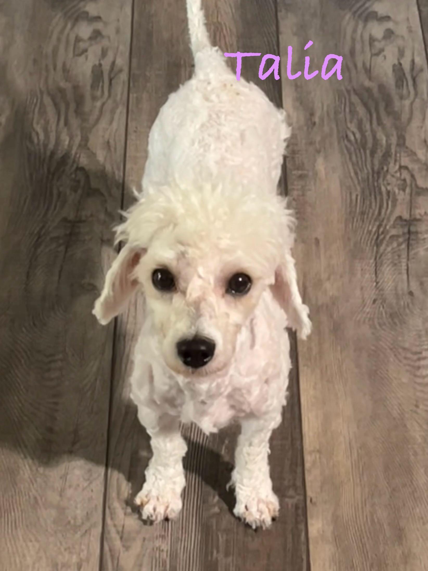 Dog for adoption - Talia, a Poodle in Las Vegas, NV | Petfinder