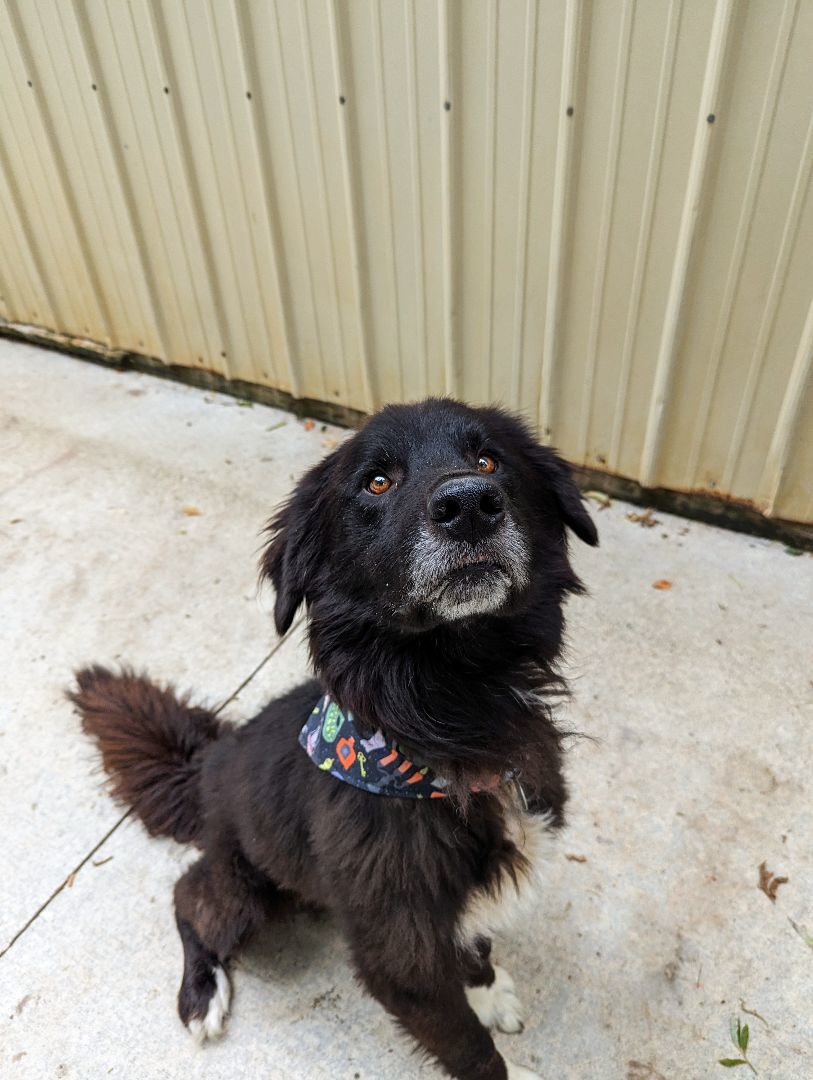 Adoptable Pets | Animal Rescue Project