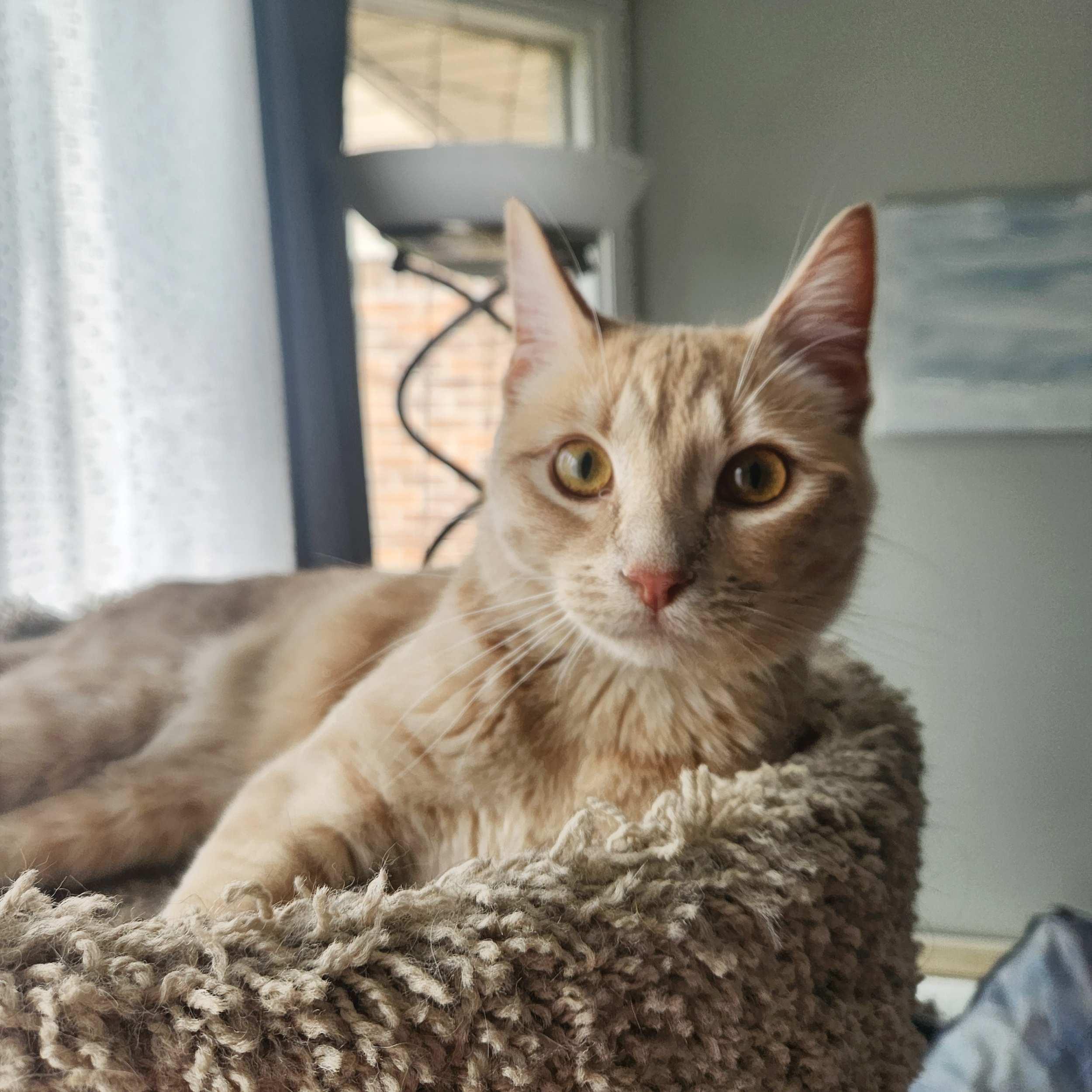 Cat for adoption - Timon, a Domestic Short Hair in Calgary, AB | Petfinder