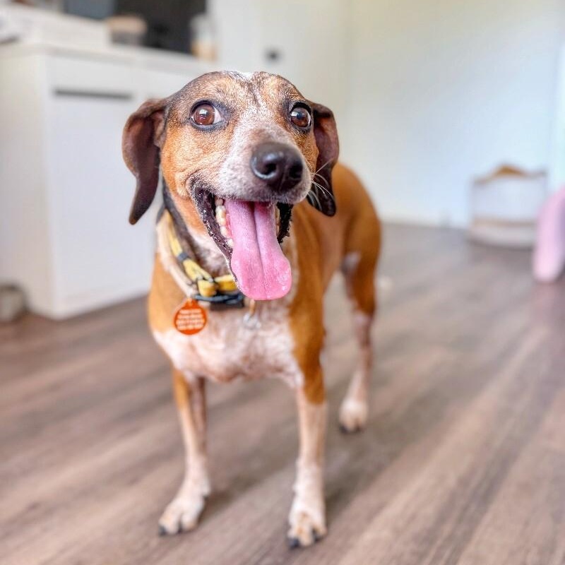 Dog for adoption - Kelley Cutie BeagleWeenie, a Beagle & Dachshund Mix ...