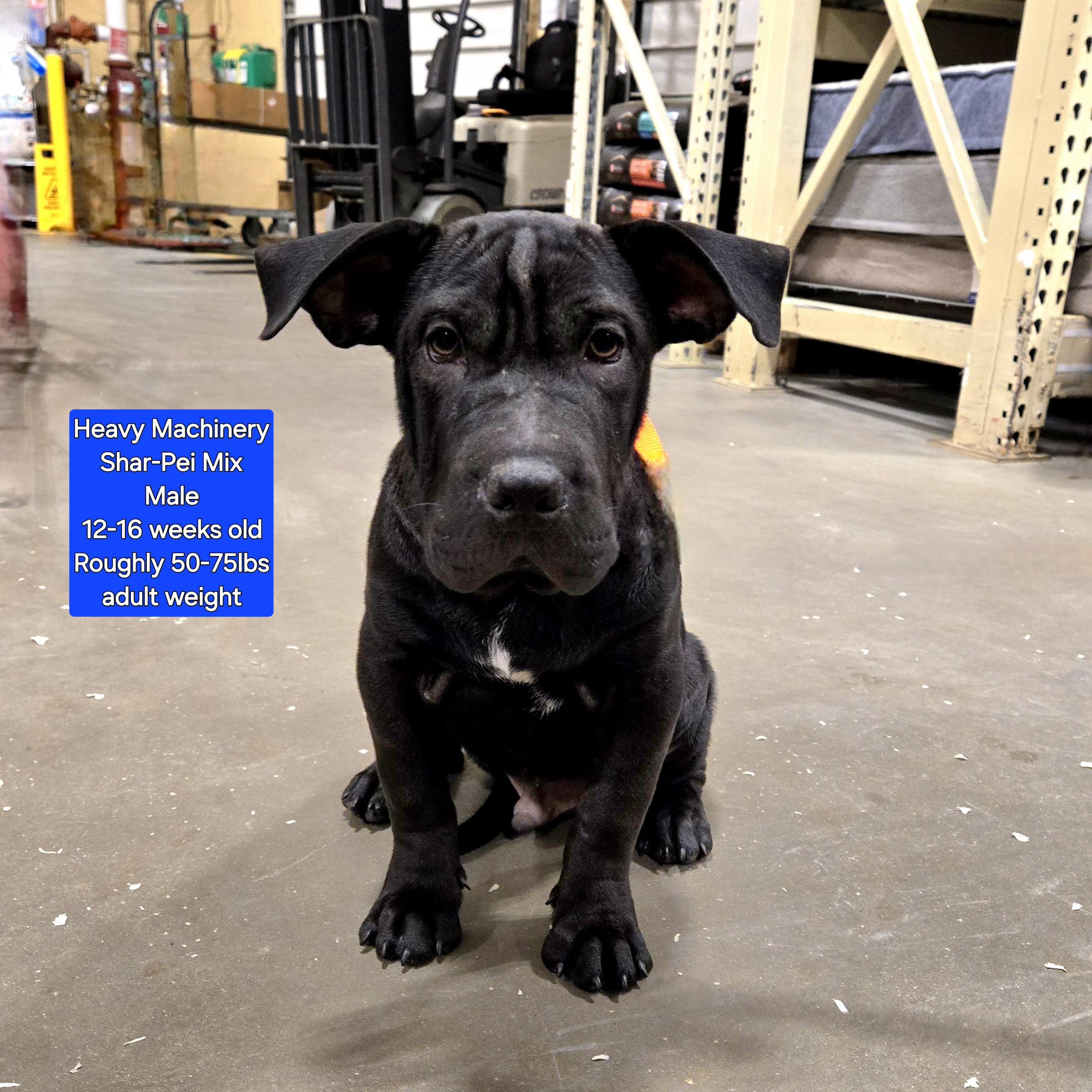 Dog for adoption - Heavy Machinery, a Shar-Pei Mix in Oviedo, FL ...