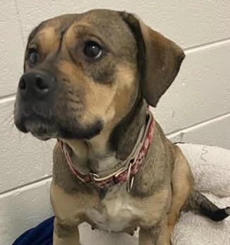 Dog for adoption - Layla, a Boxer & Puggle Mix in Gardiner, NY | Petfinder