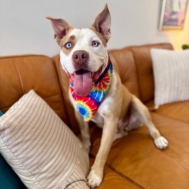 Dog for adoption - Meeklo AKA Meeky Cheeky is the Best Boy, a Pit Bull ...