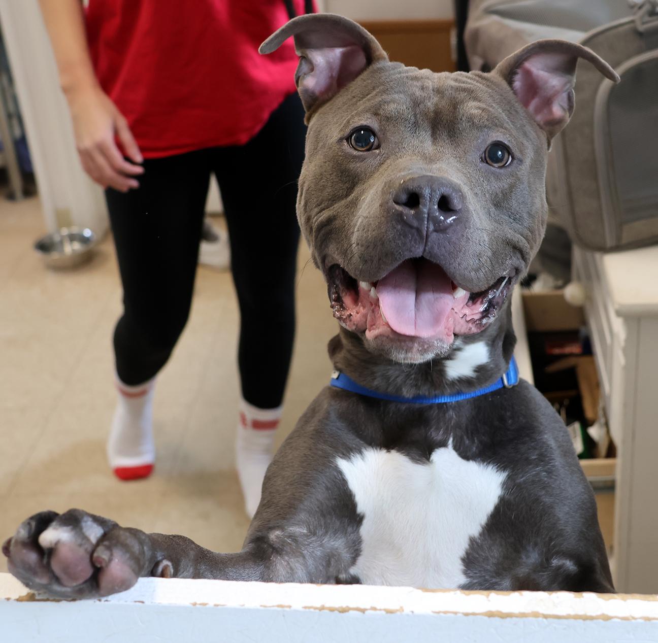 Dog for adoption - Bronk, a Pit Bull Terrier in Harrison, NY | Petfinder