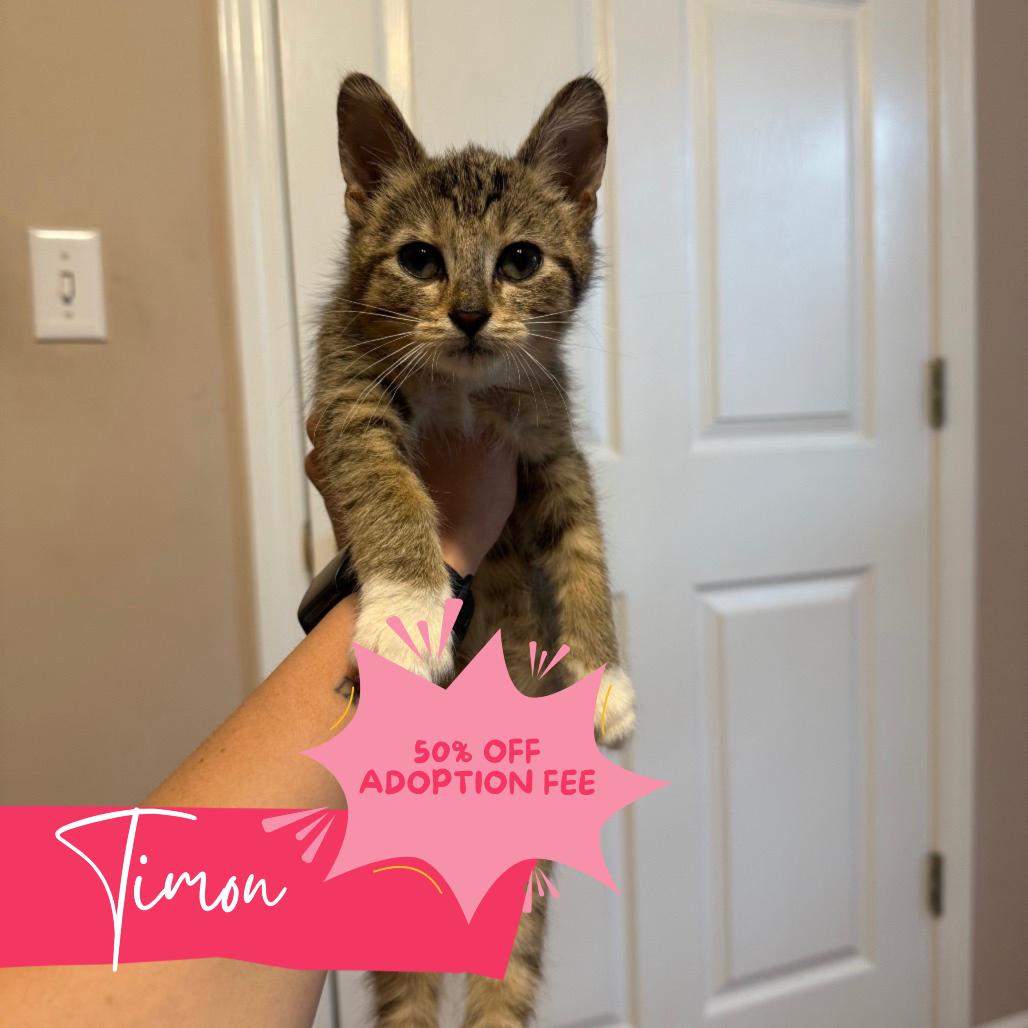 Cat for adoption - Timon, a Domestic Short Hair in Orange, CT | Petfinder