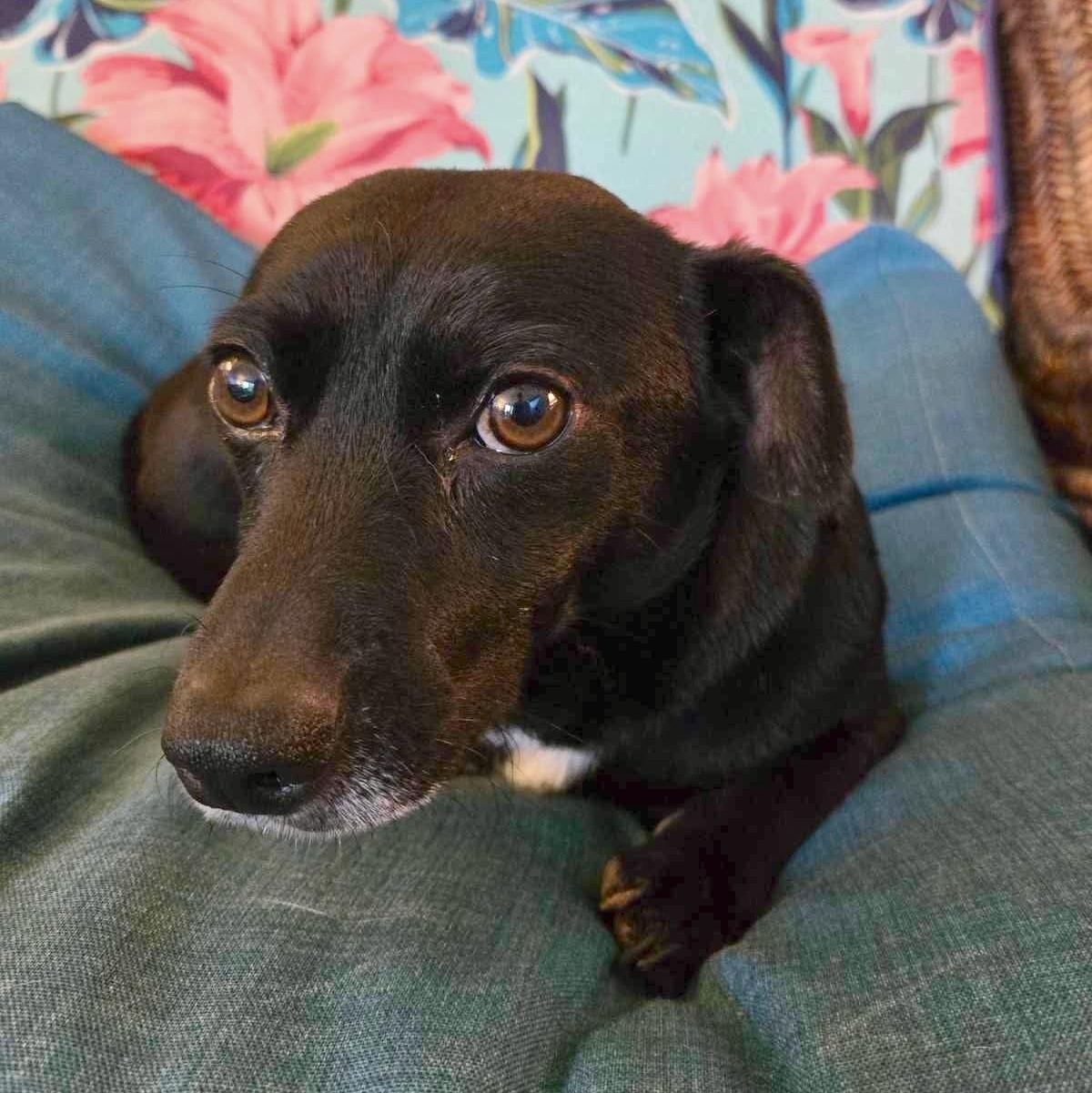 Dog for adoption - Dash, a Dachshund & Chihuahua Mix in Dallas, TX | Petfinder