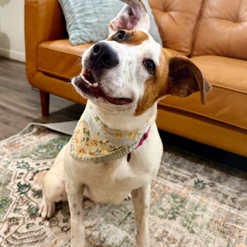 Dog for adoption - Bluebonnet Tito, a Labrador Retriever Mix in Austin ...