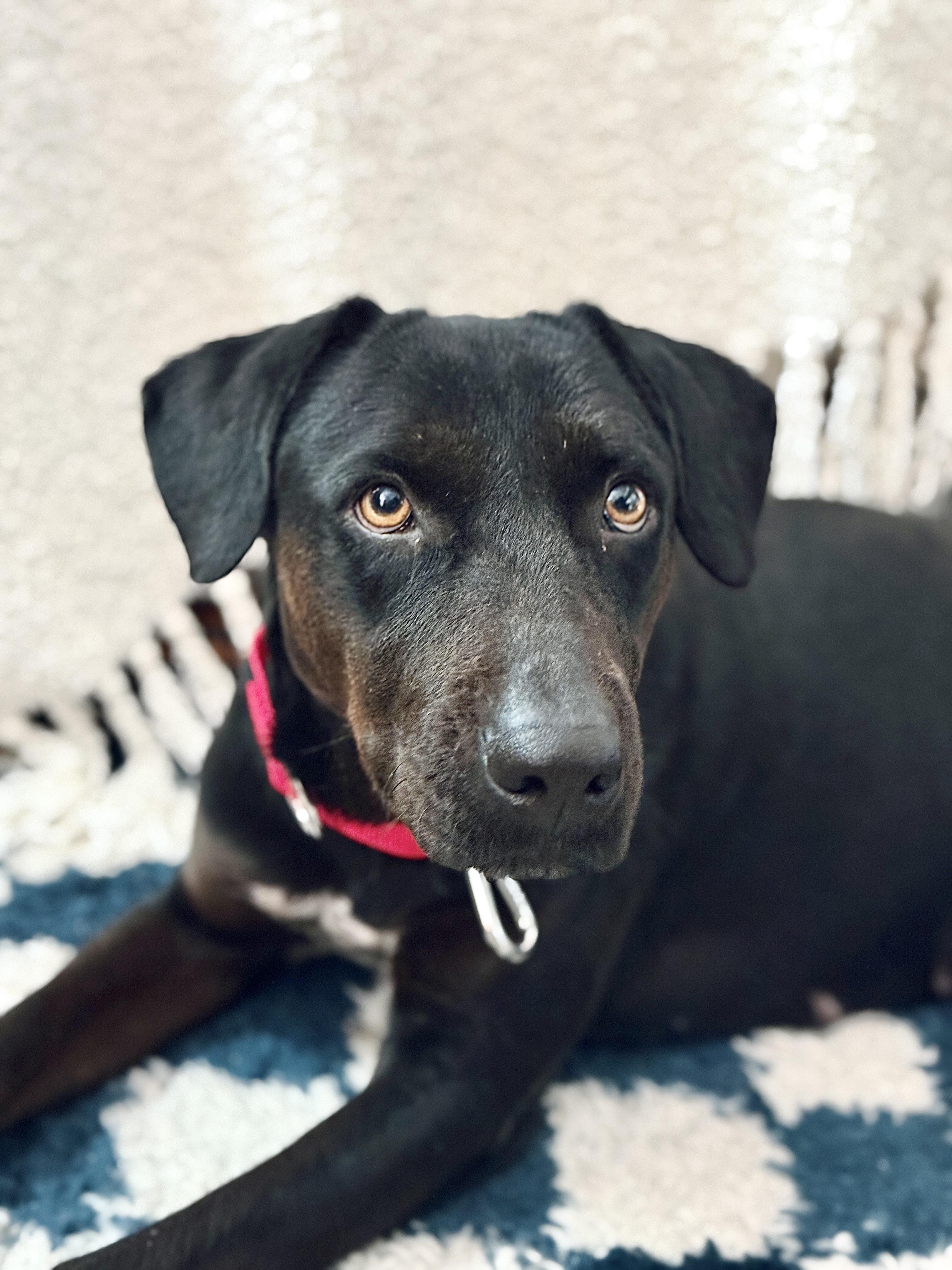 Dog for adoption - Fable, a Black Labrador Retriever Mix in Smithfield ...
