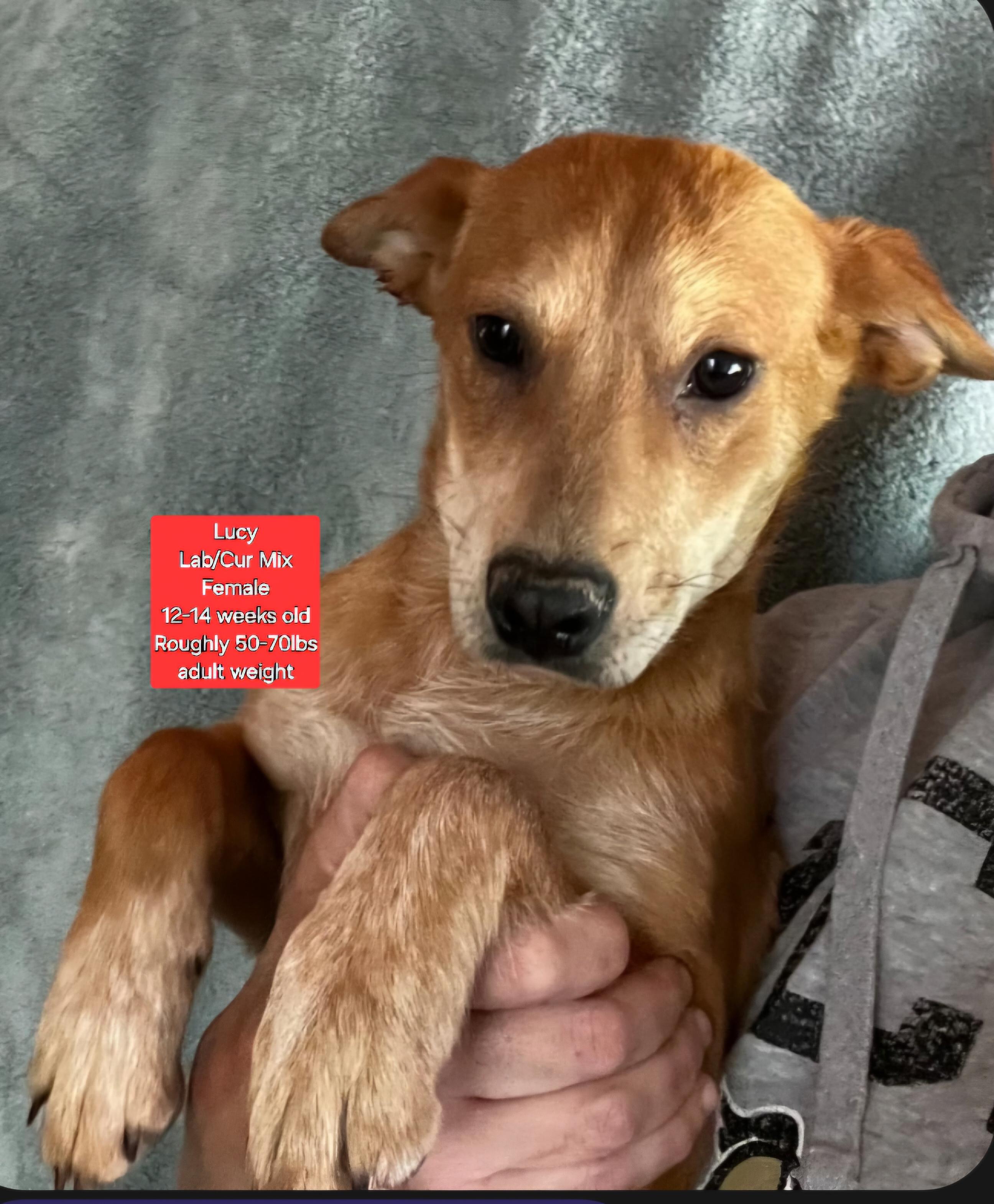 Dog for adoption - Lucy, a Labrador Retriever & Black Mouth Cur Mix in ...