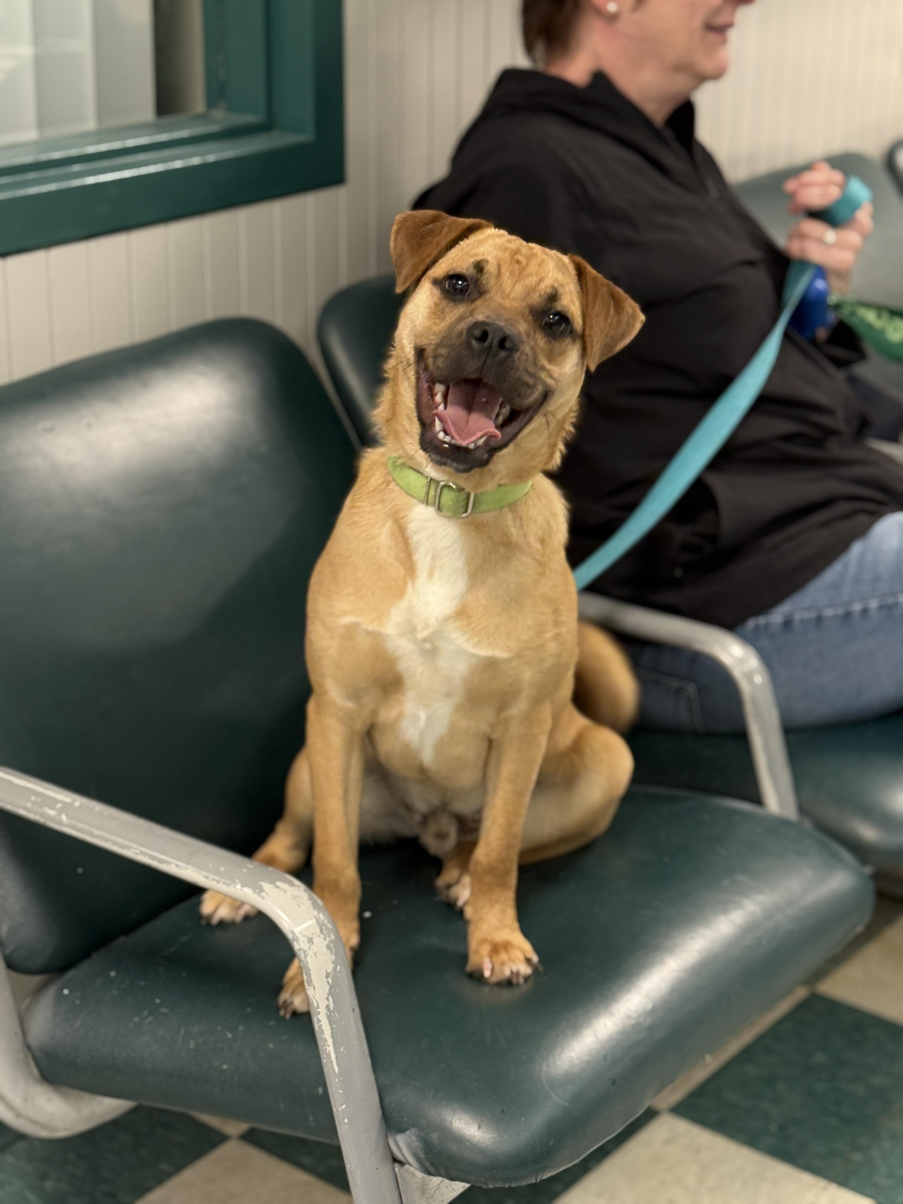 Dog for adoption - Honky Tonk, a Pug Mix in Hopkinton, MA | Petfinder