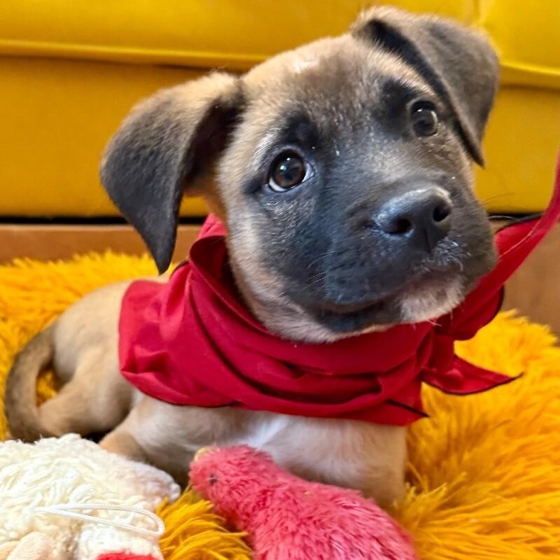 Dog for adoption - Jessa the Joyful Wiggleschmoopsie, a Black Mouth Cur ...