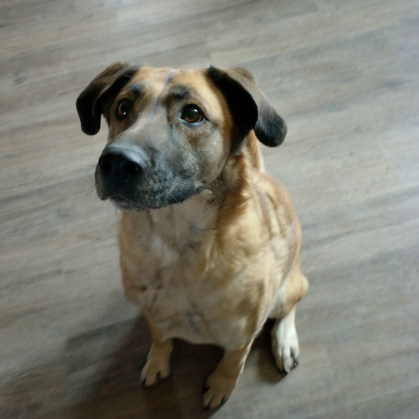 Dog for adoption - Anna, a Black Mouth Cur & Shepherd Mix in Lake Mills ...