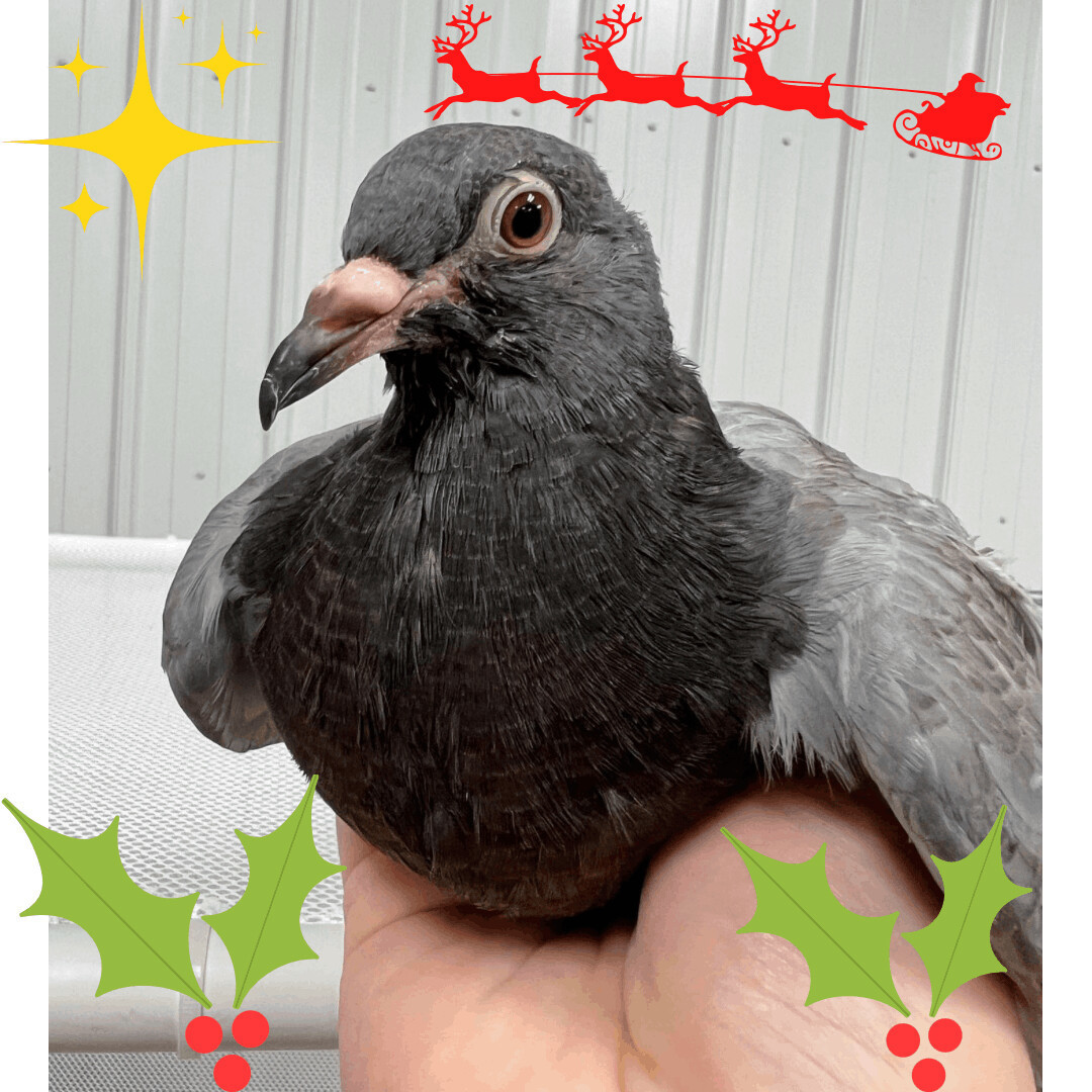 Dove for adoption - Rudolf, a Pigeon in Chicago, IL | Petfinder