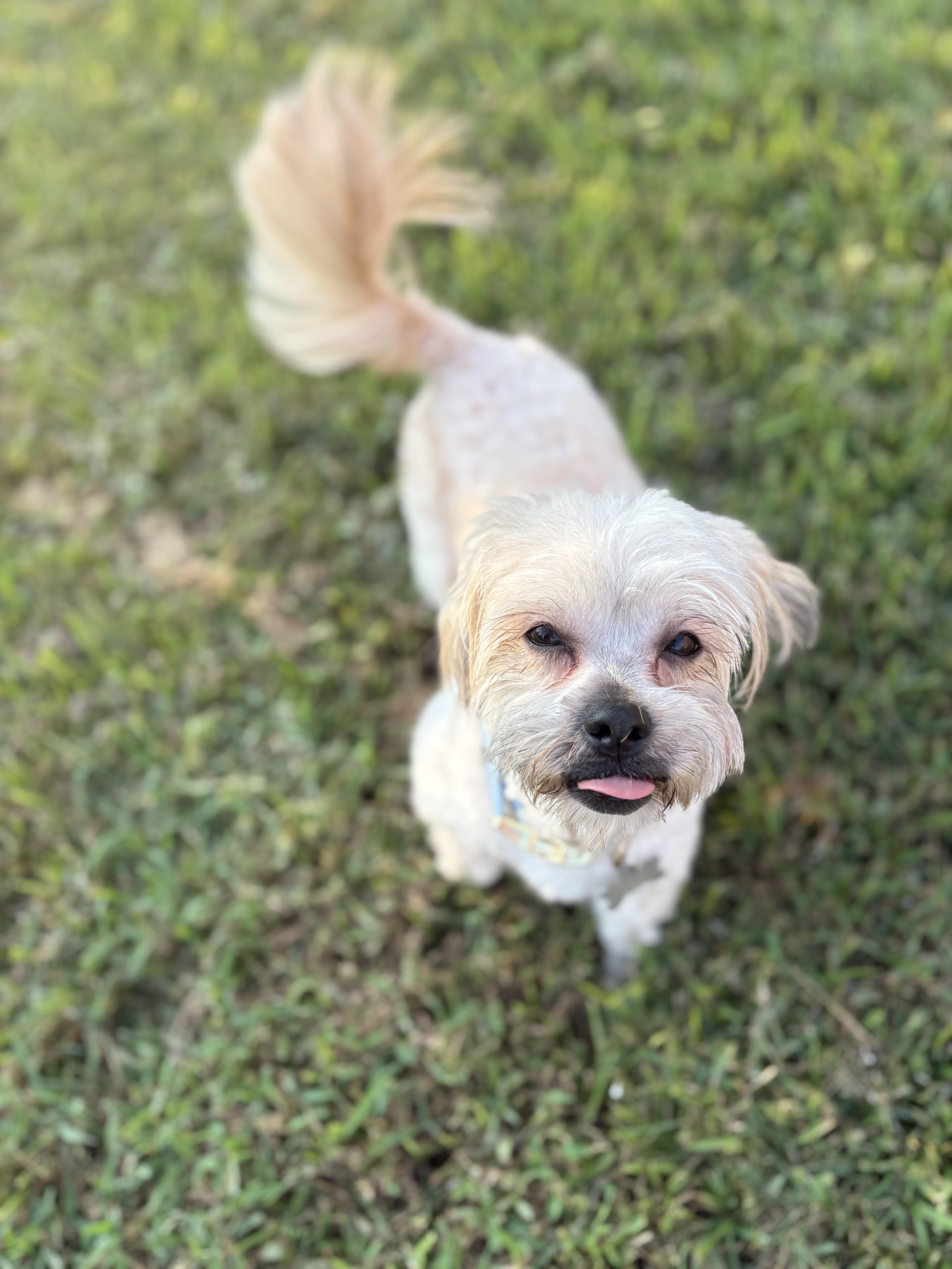Dog for adoption - Simba, a Lhasa Apso in RATON, NM | Petfinder