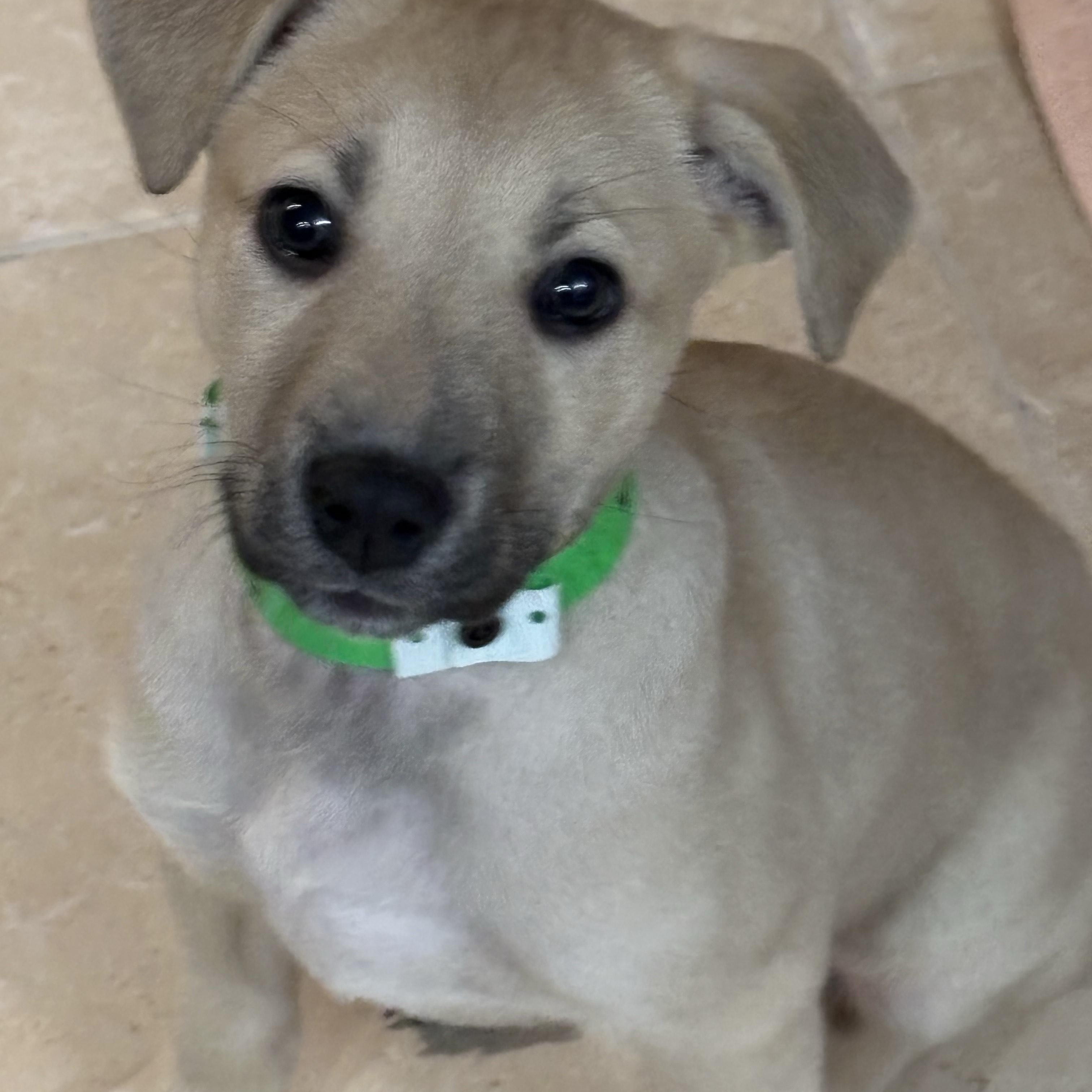 Dog for adoption - Aurora, a Labrador Retriever & Boxer Mix in Briarcliff Manor, NY | Petfinder