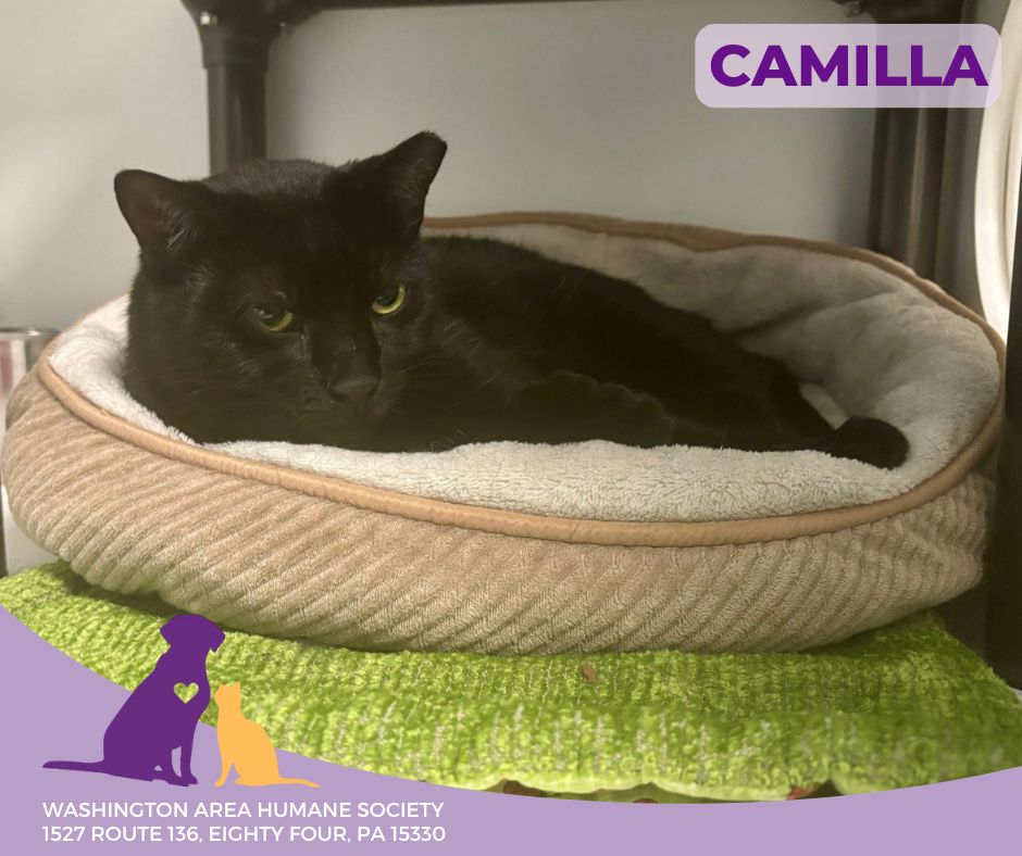 Cat for adoption - Camilla, a Domestic Short Hair Mix in Eighty Four, PA | Petfinder