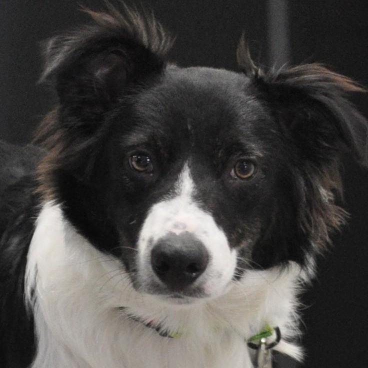 Dog for adoption - PEPSI-TRAINED DOG, a Border Collie in Miami, FL ...