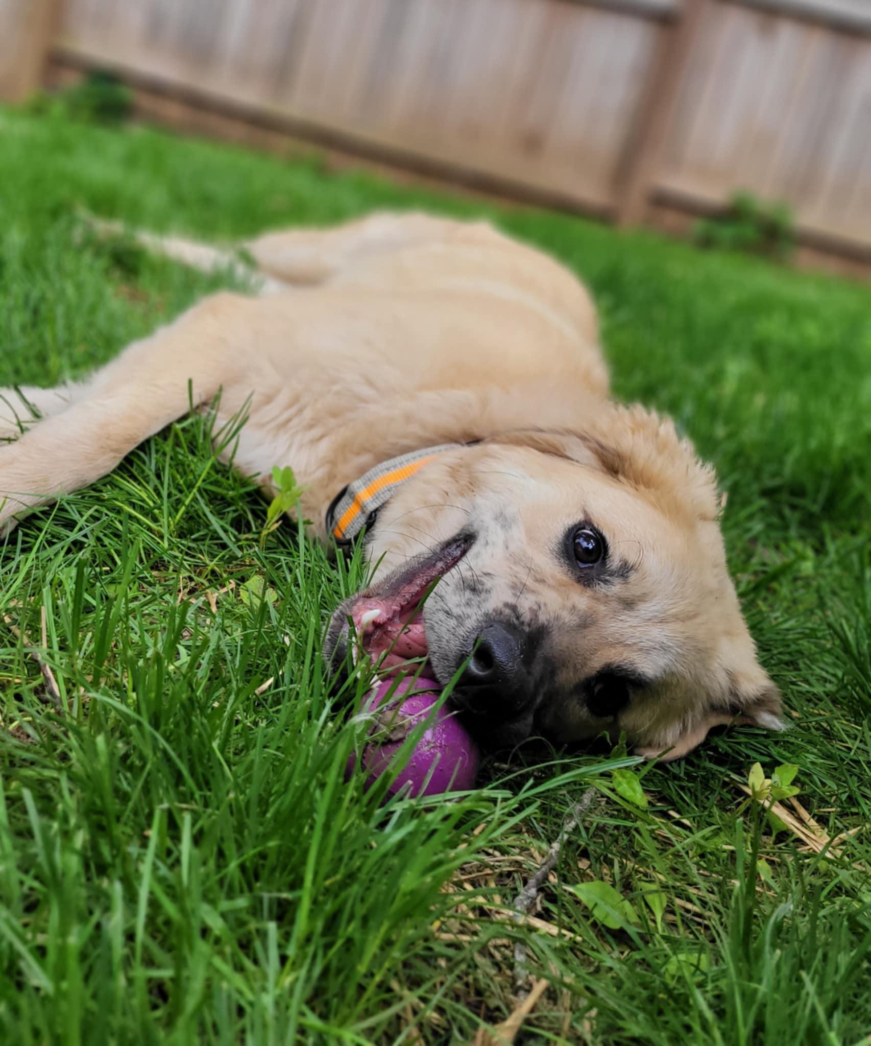 Dog for adoption - Geddy, a Labrador Retriever & Australian Shepherd ...