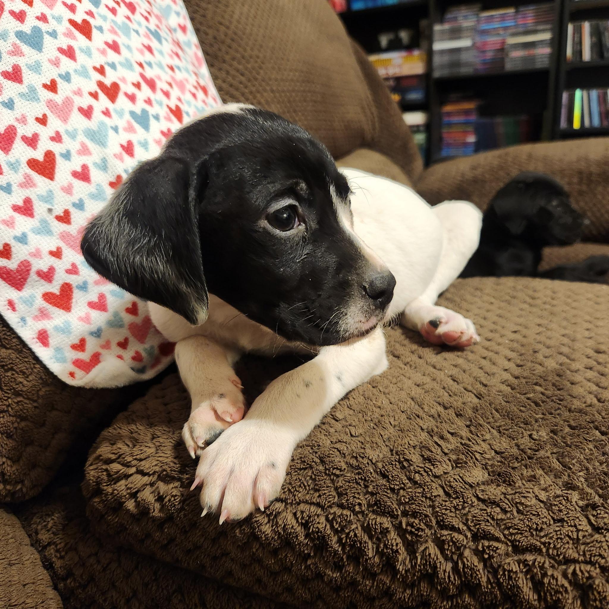Dog for adoption - 2 Male Puppies, a Black Labrador Retriever & Pointer ...
