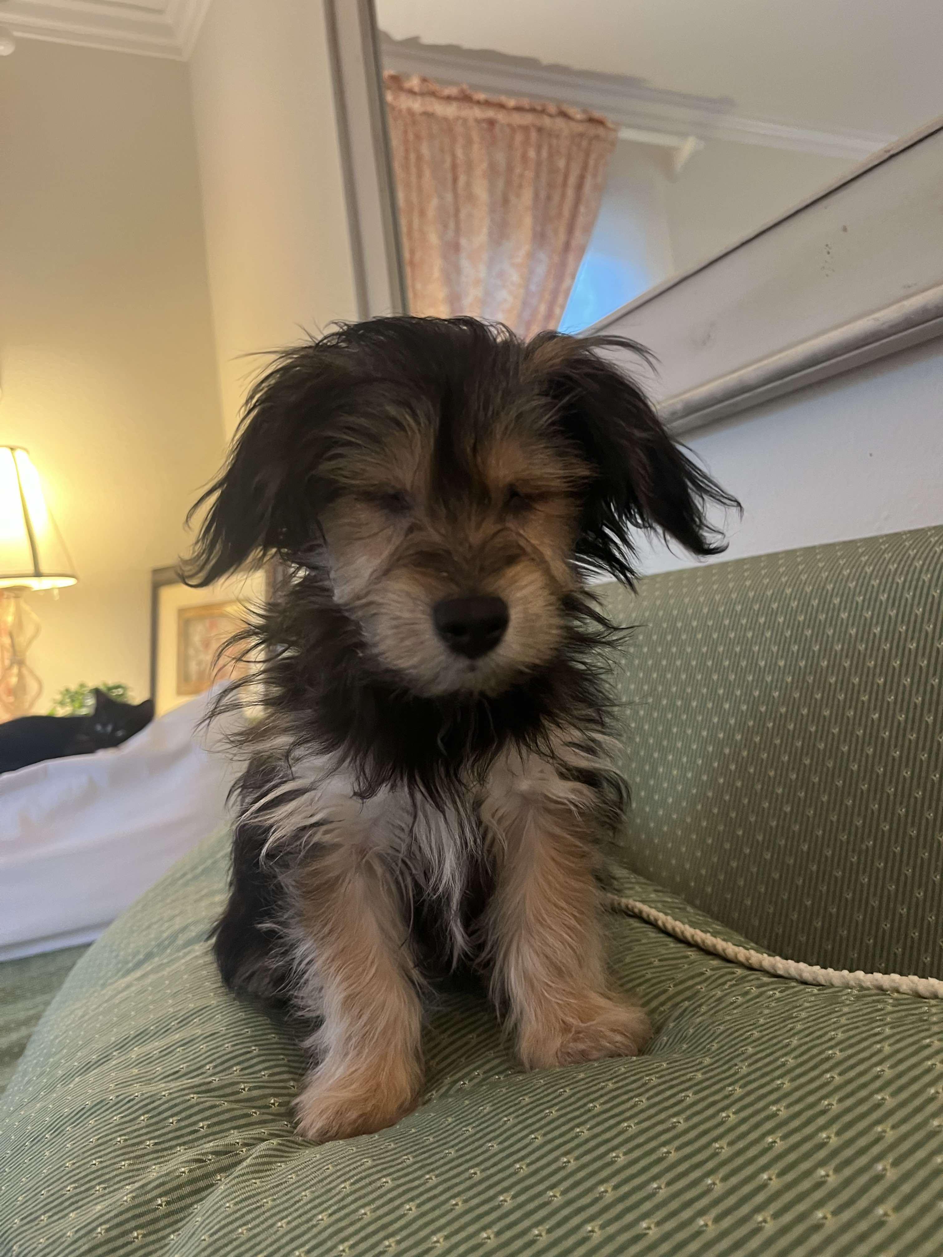 Dog for adoption - CUTEST PUPPIES EVER! WALLY & STEVIE, a Yorkie Poo in ...
