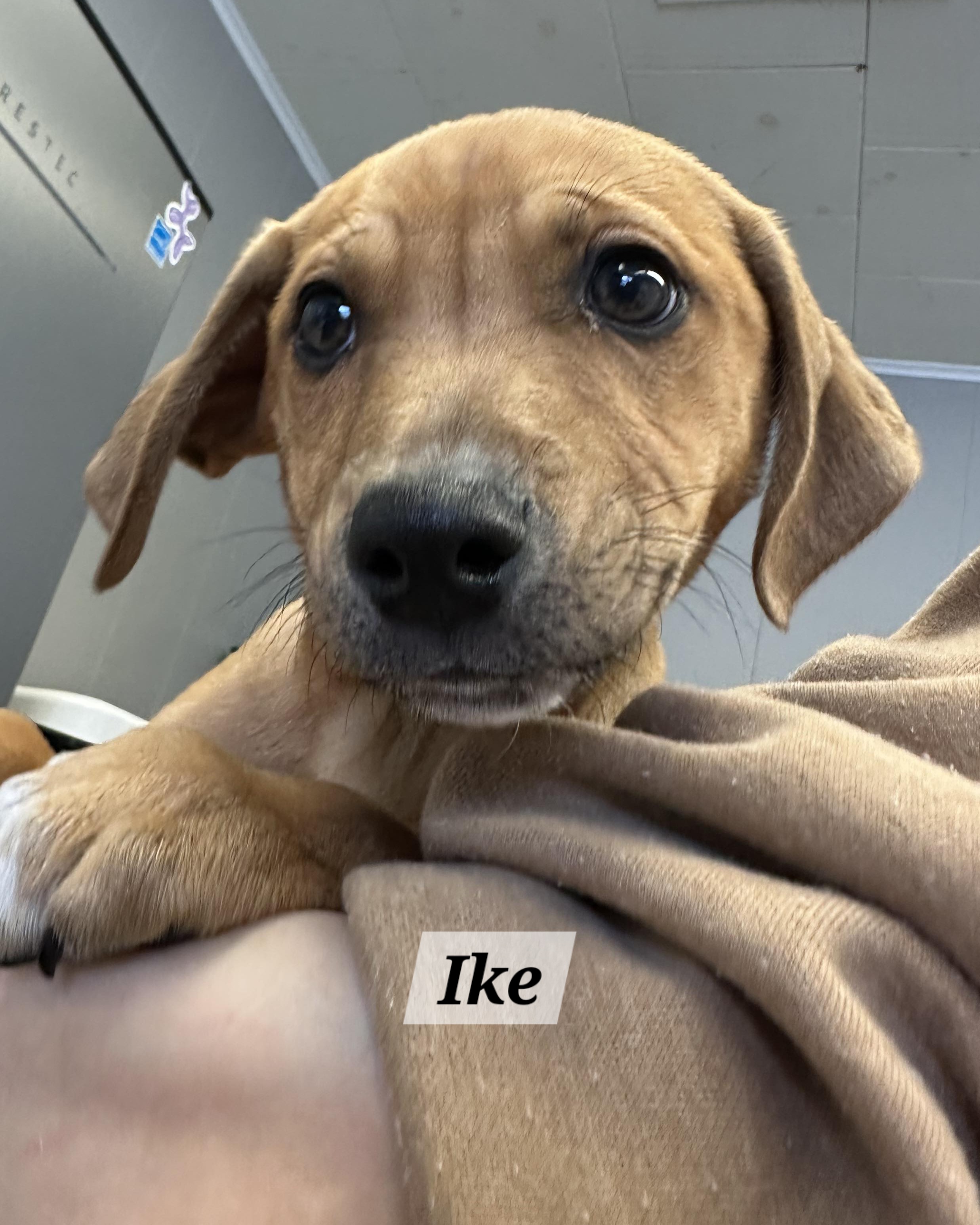 Home Page | Animal Rescue Project