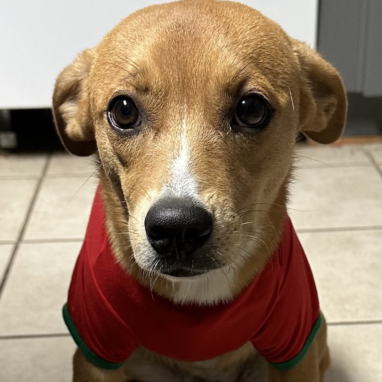 Dog for adoption - Sienna, a Mixed Breed in Londonderry, NH | Petfinder