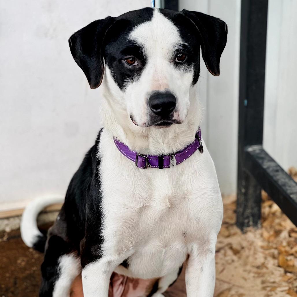 Dog for adoption - Nora, a Catahoula Leopard Dog & Pointer Mix in ...