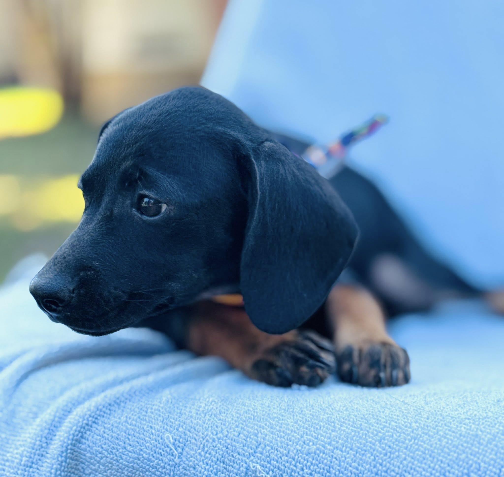 Dog for adoption - Harper, a Hound Mix in Latham, NY | Petfinder