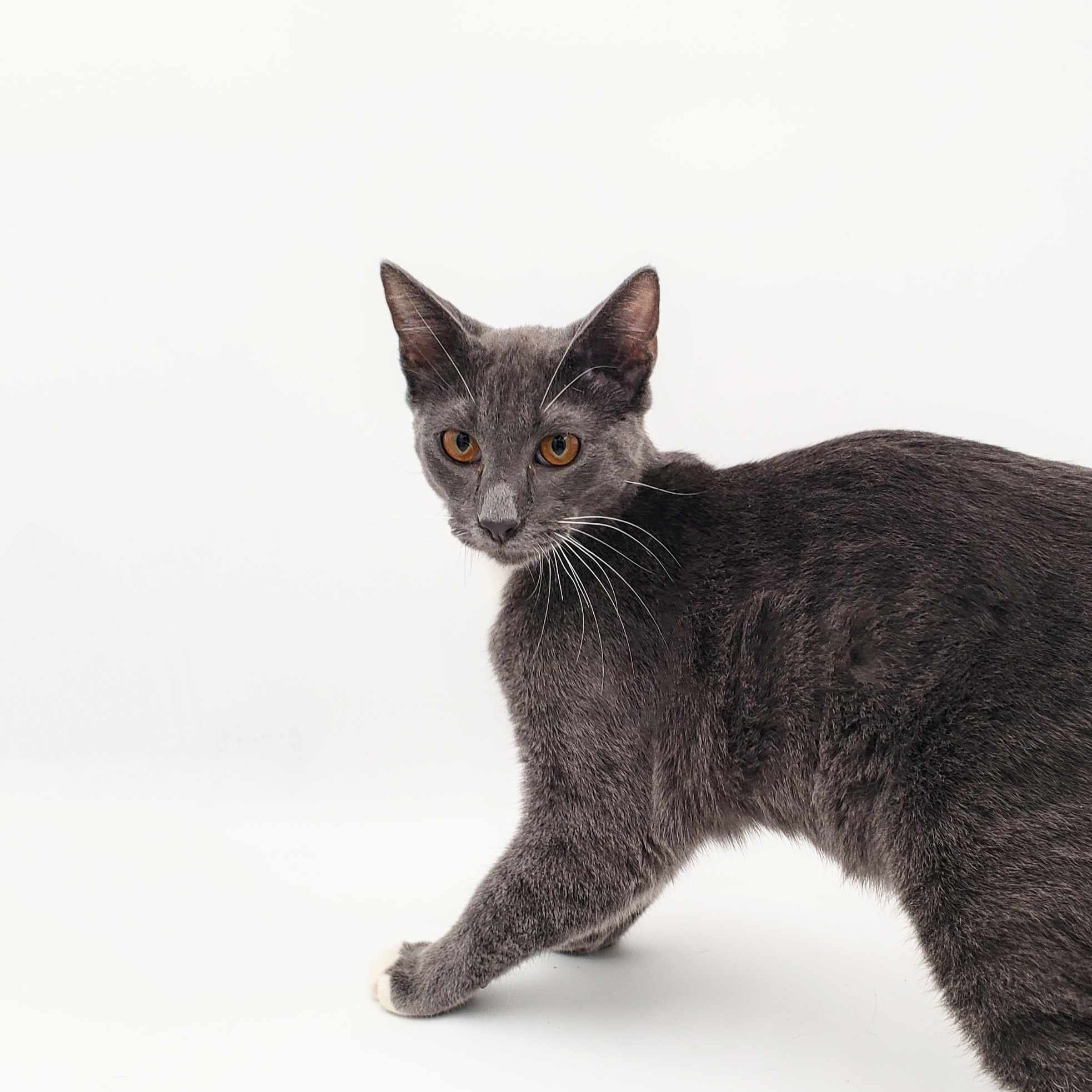 Cat for adoption - Mr. Sassy, a Domestic Short Hair in Springfield, MO ...