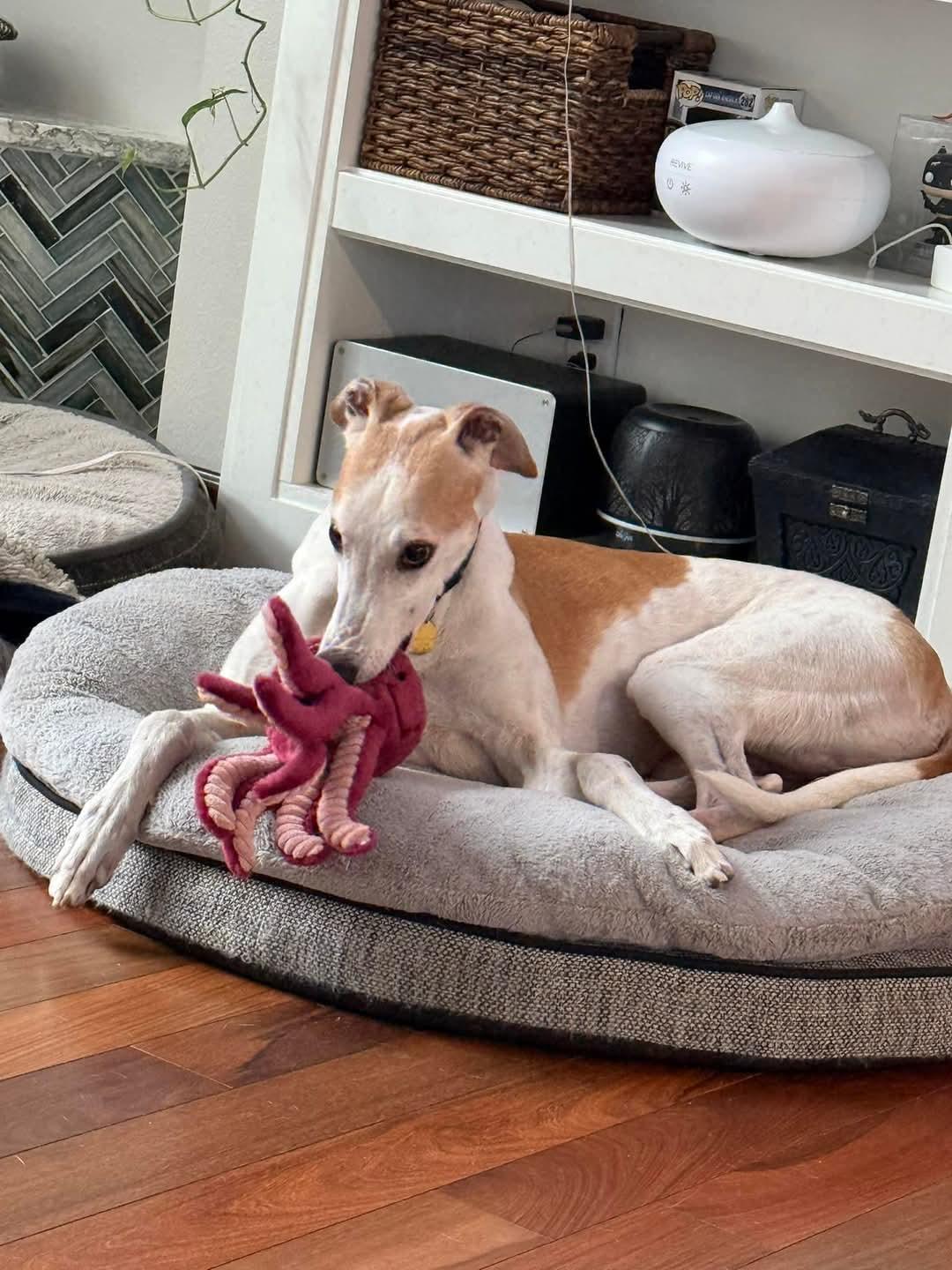 Dog for adoption - Frisco, a Greyhound in Seattle, WA | Petfinder