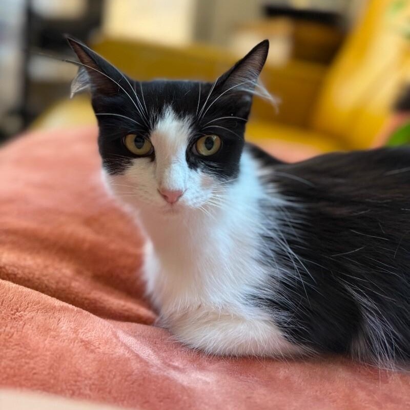 Cat for adoption - Robin Rosie, a Domestic Short Hair Mix in Austin, TX ...