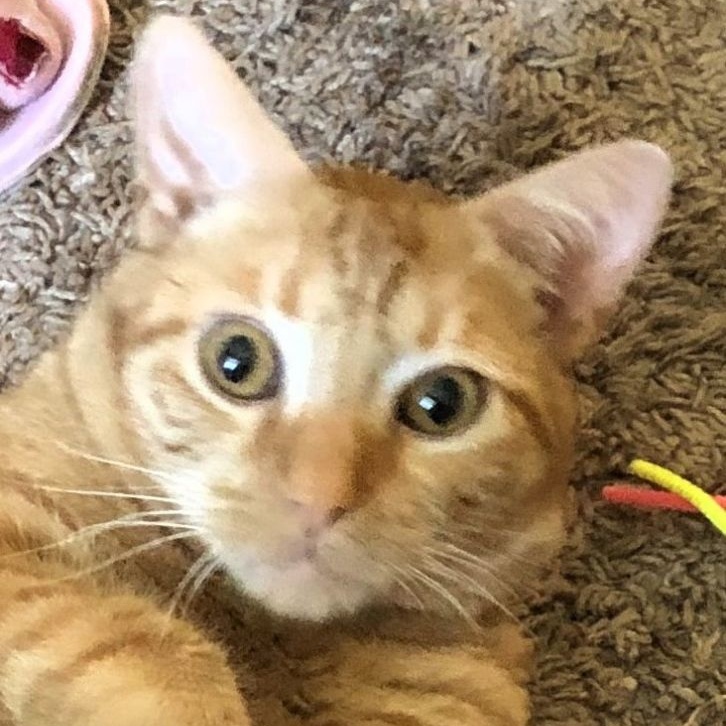 Cat for adoption - Garfield Wallace, a Domestic Short Hair in Frederick ...