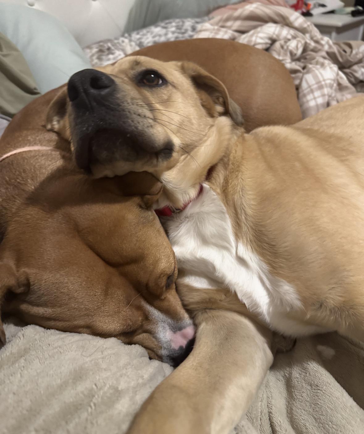 Winston - Adoptable Pet | Petfinder | Petfinder