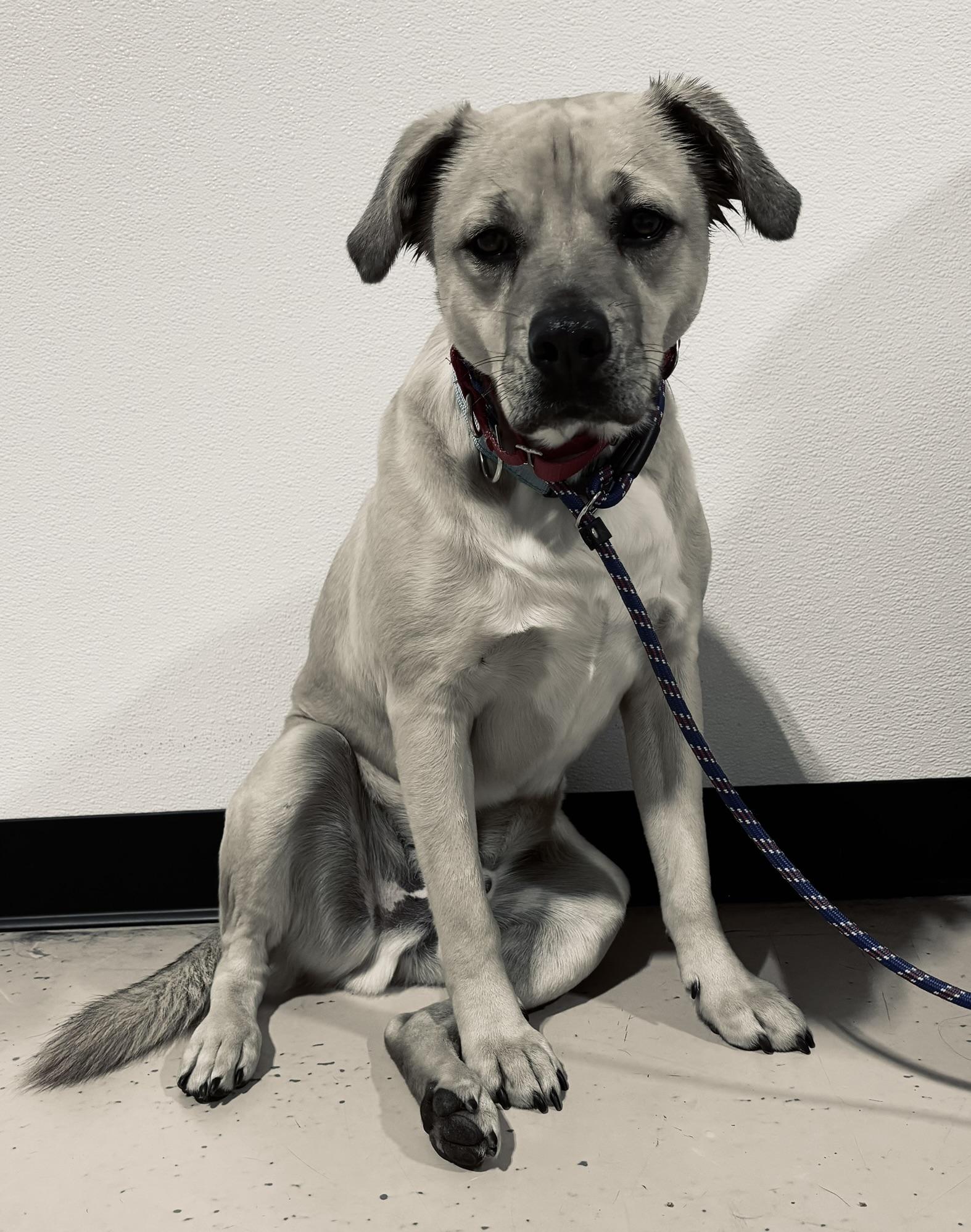 Winston - Adoptable Pet | Petfinder | Petfinder