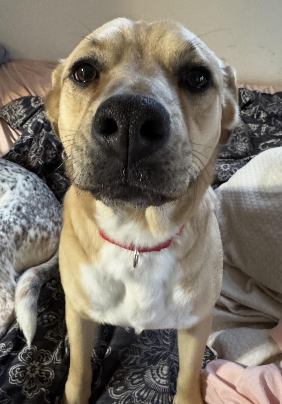 Winston - Adoptable Pet | Petfinder | Petfinder