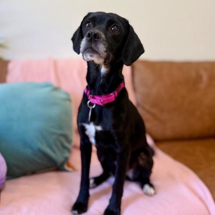 Dog for adoption - Lisa Lou, a Beagle & Chihuahua Mix in Montreal, QC ...